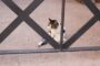 Yes, There Are Cats In the Roman Coliseum And They Live There